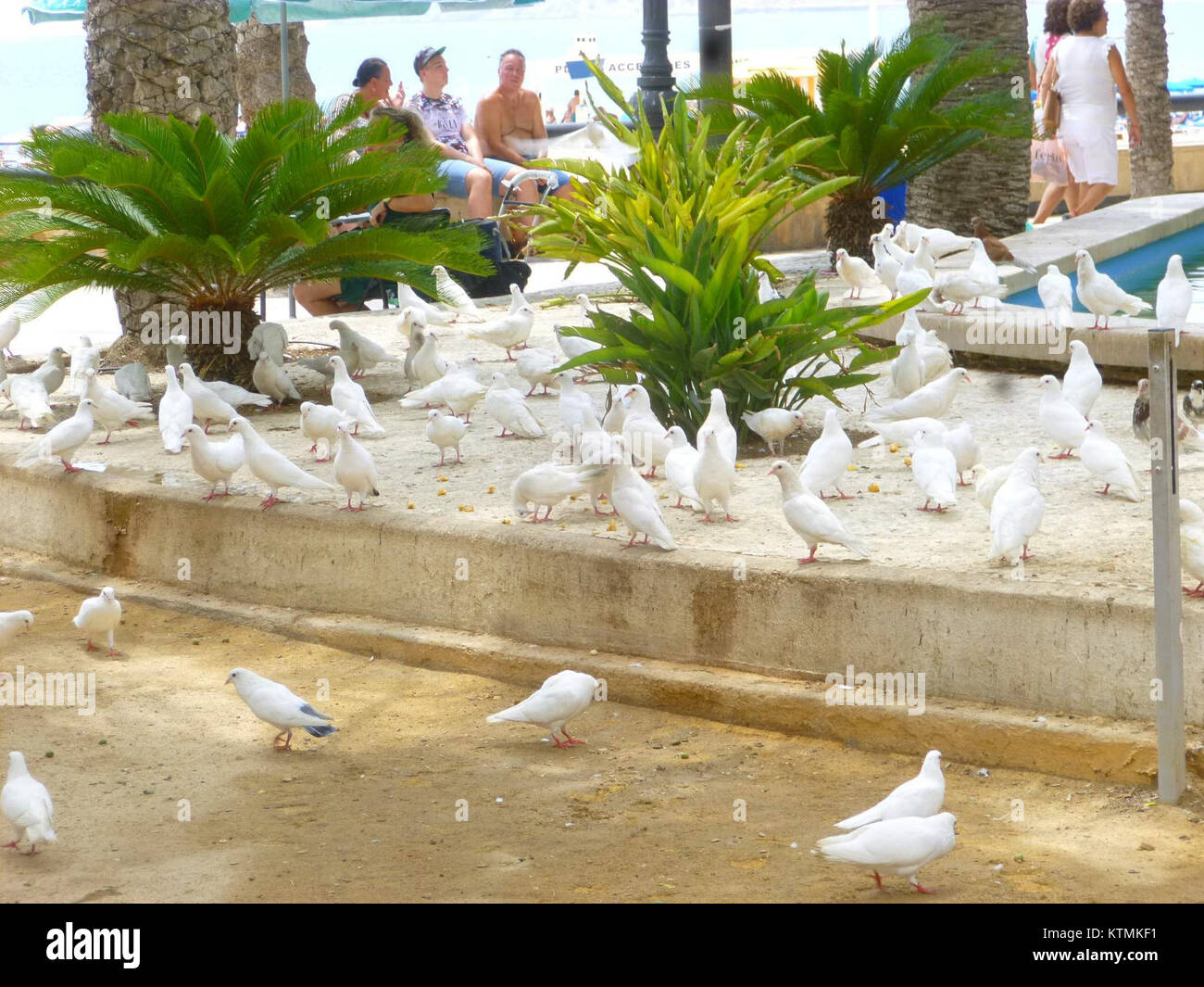 A postcard depicting Benidorm's Parque de Elche, located in Spain. The ...