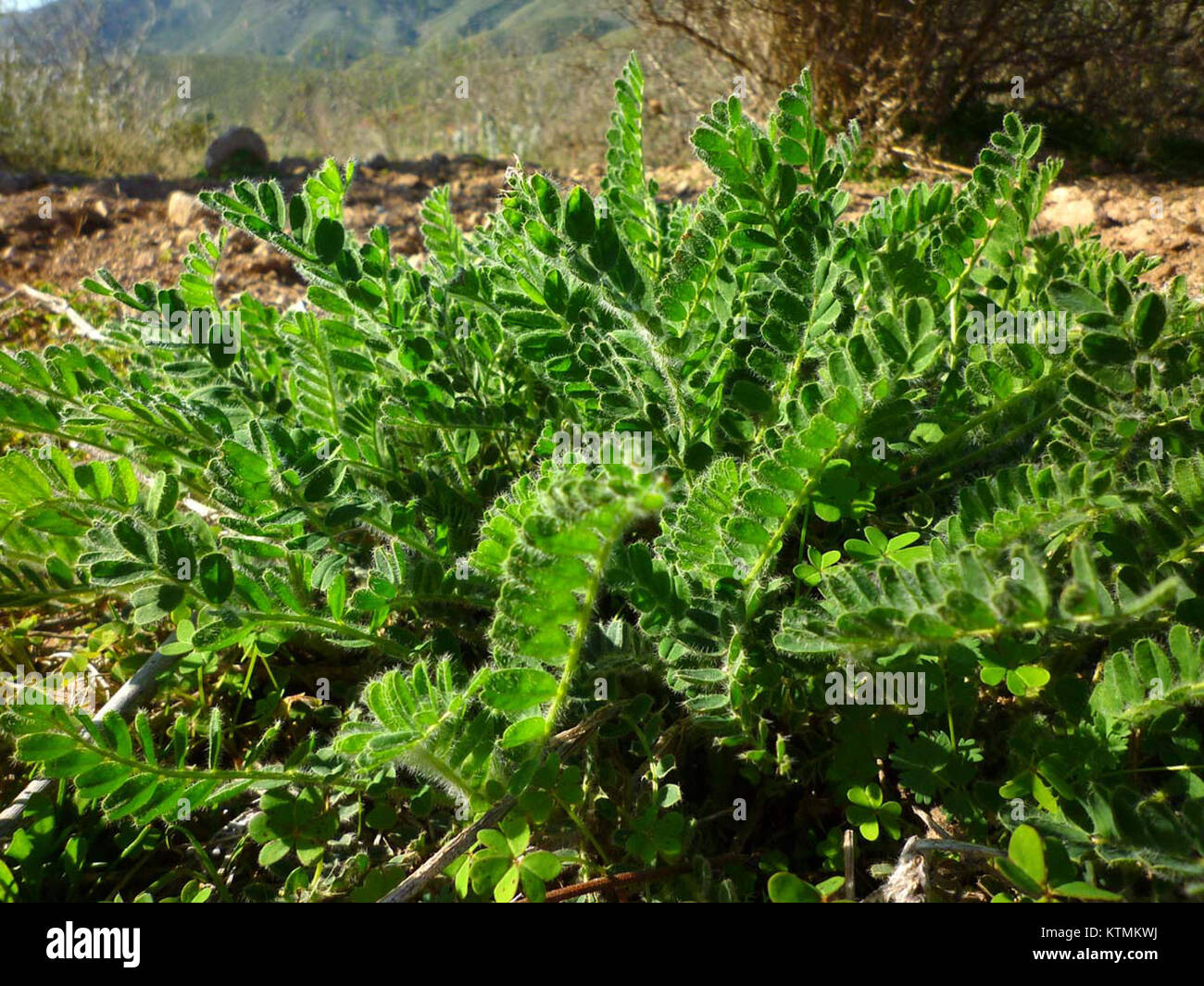 Astragalus species hi-res stock photography and images - Alamy