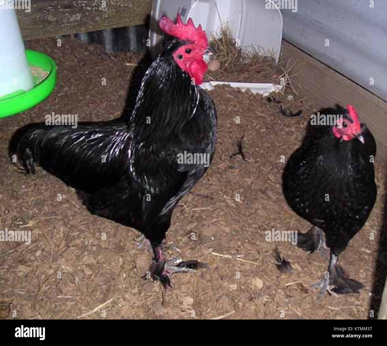 Langshan chicken hi-res stock photography and images - Alamy