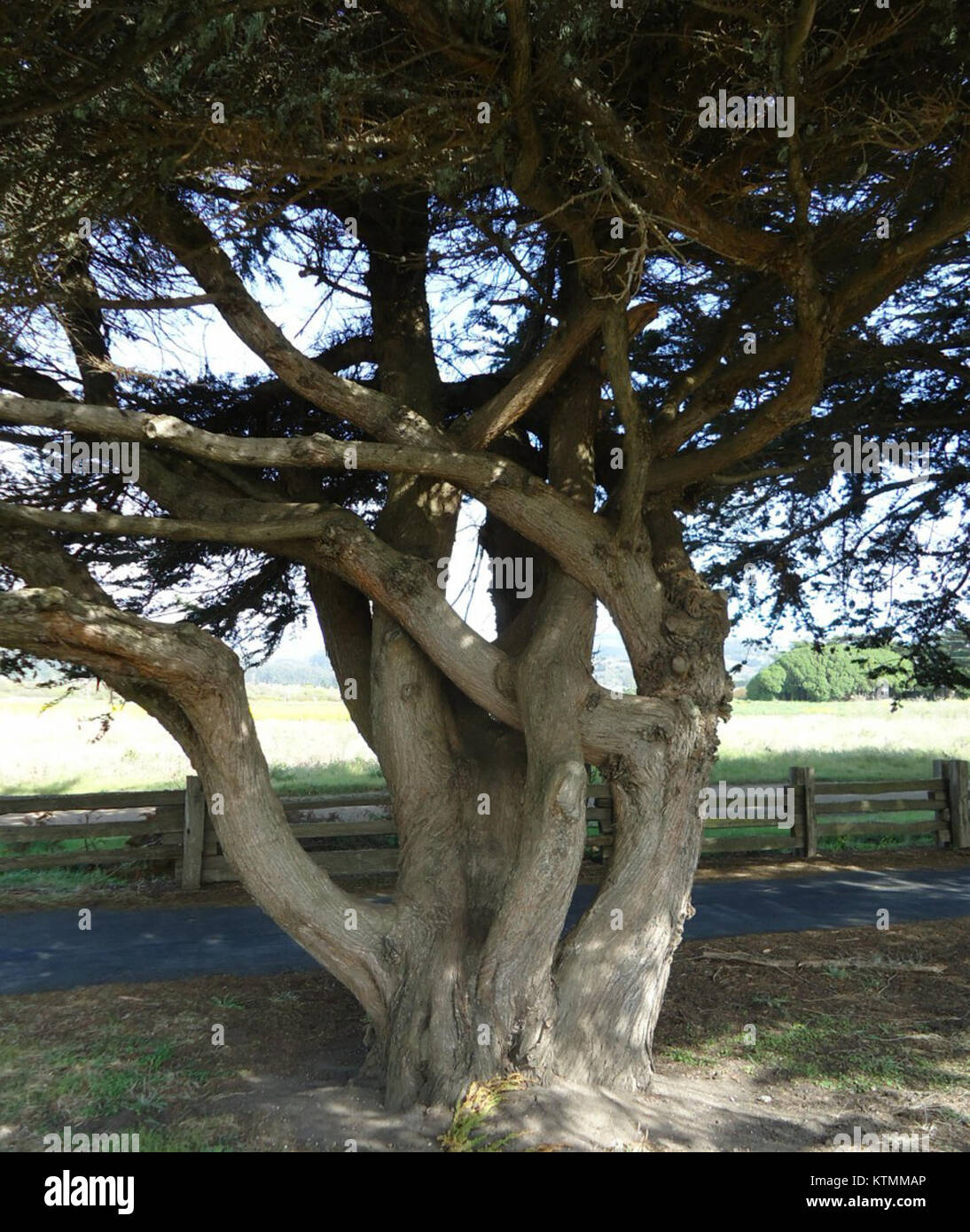 A beach tree located near Half Moon Bay, California, stands as a ...