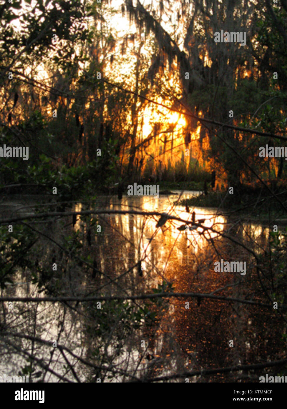 Barataria Preserve Stock Photos & Barataria Preserve Stock Images - Alamy