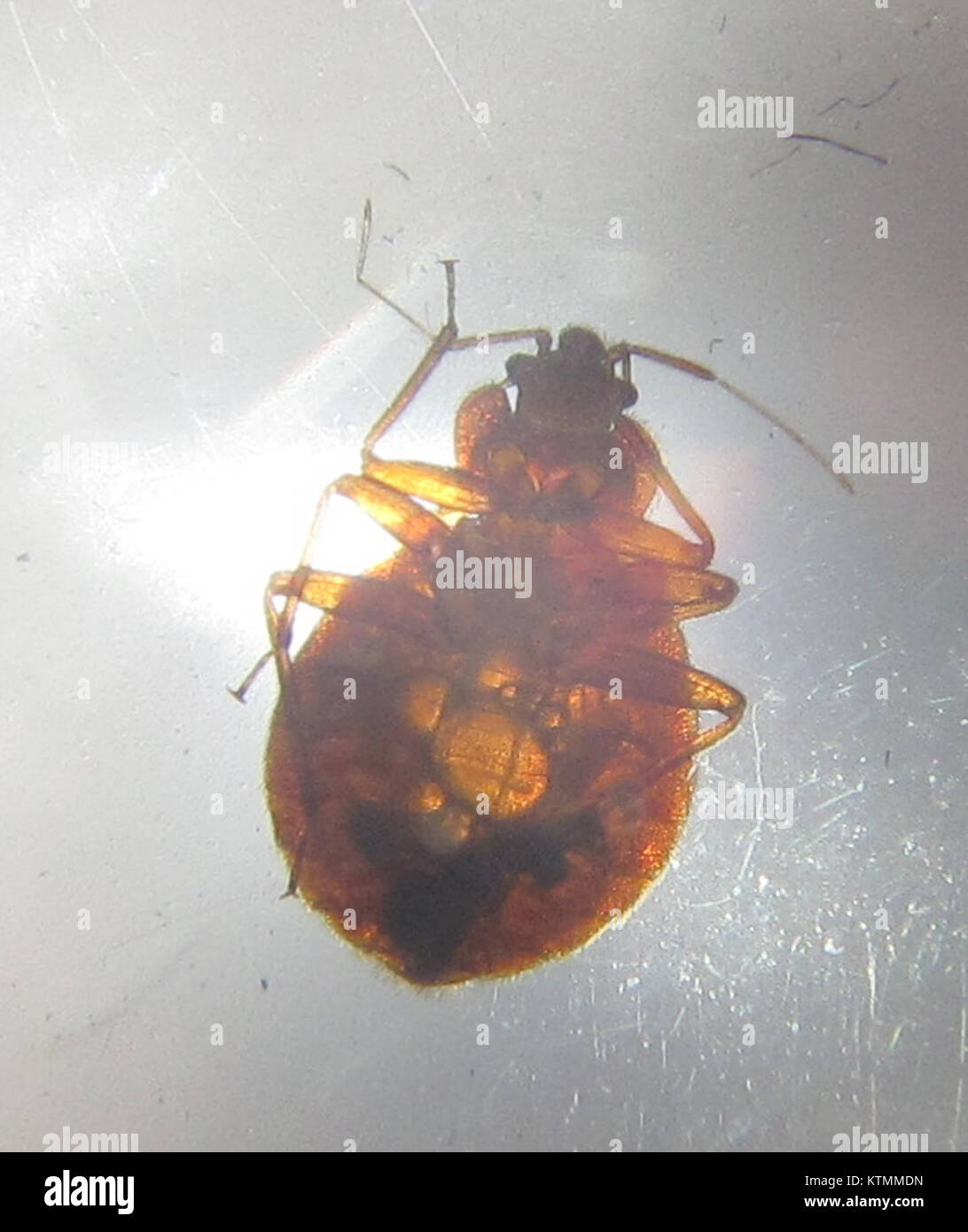 Blood feeding parasite hi-res stock photography and images - Alamy