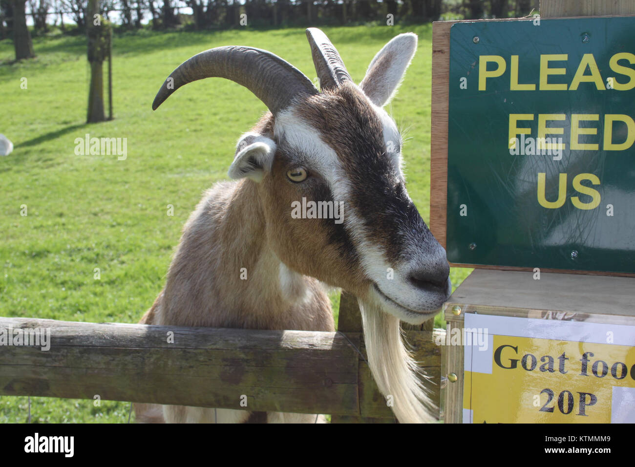 A goat at Avon Valley Country Park in the UK, part of the parkâ€™s ...