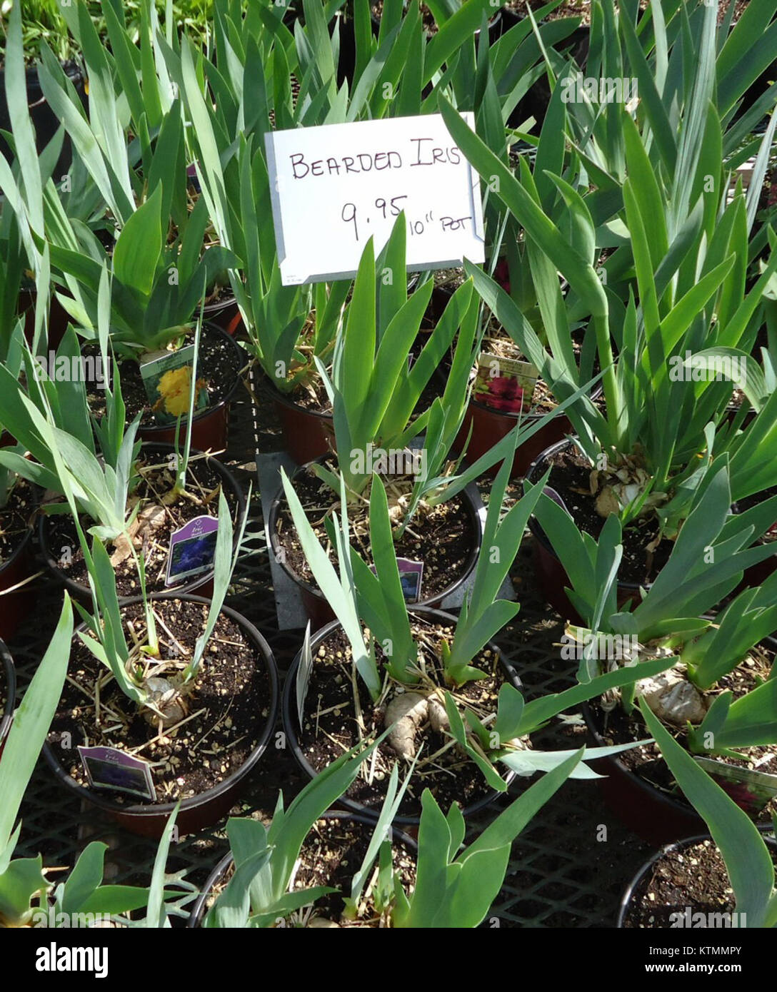 Bearded Iris plants are seen growing in New Jersey during April ...