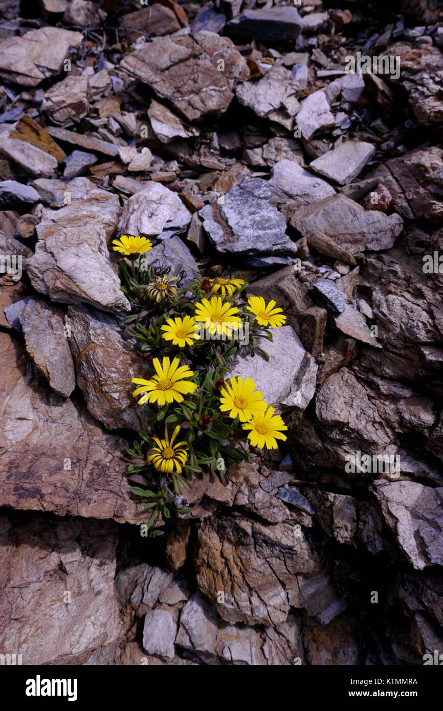 Asteriscus maritimus, commonly known as gold coin daisy, is a coastal ...