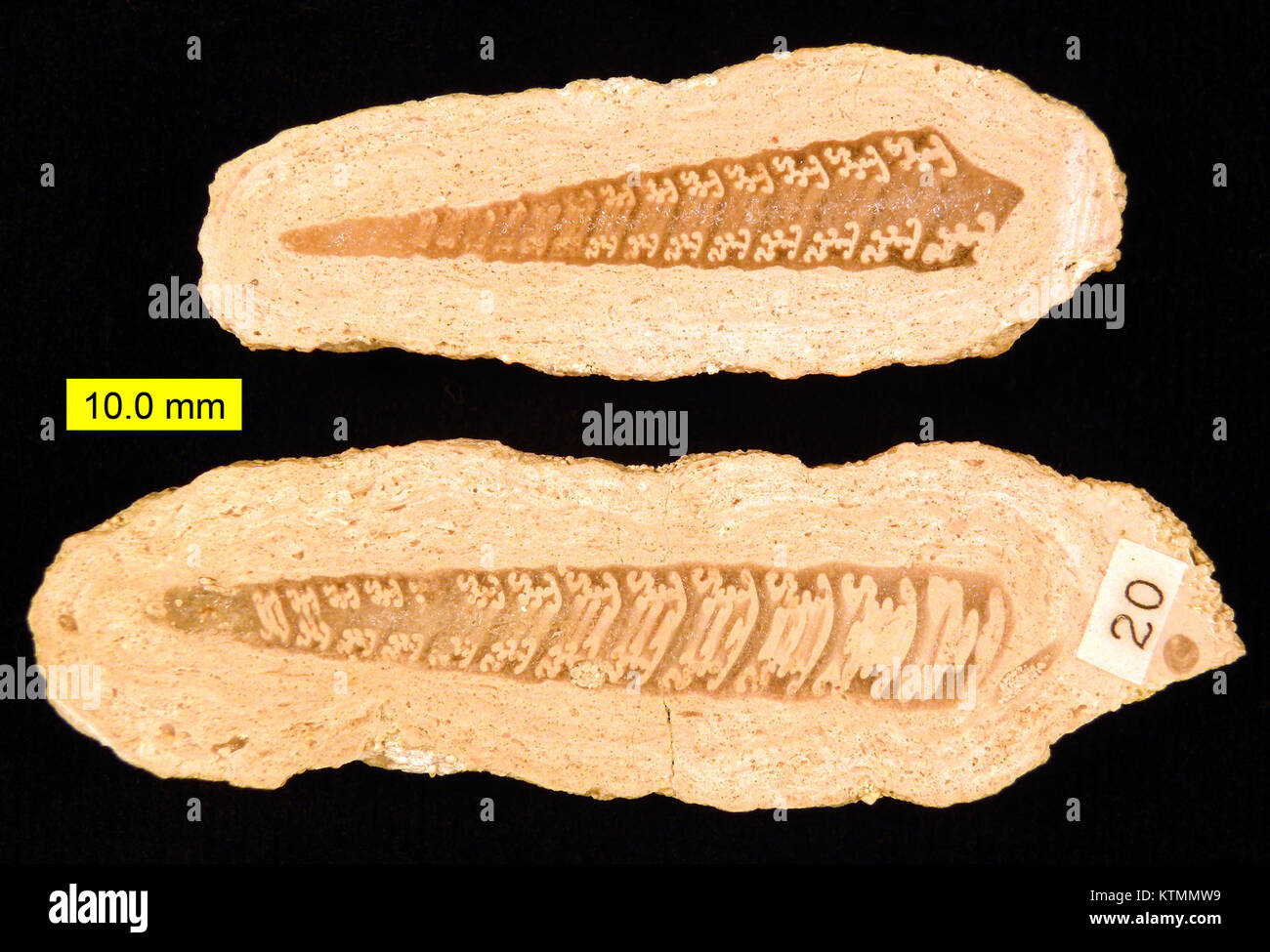 Bactroptyxis trachaea is a bacterial species identified for its role in ...