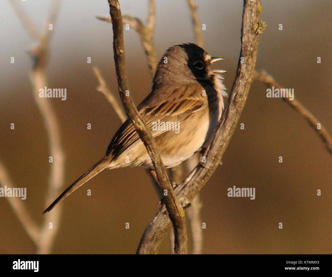 This image shows a Bell's Sparrow (Belli) spotted at Cuesta Ridge ...