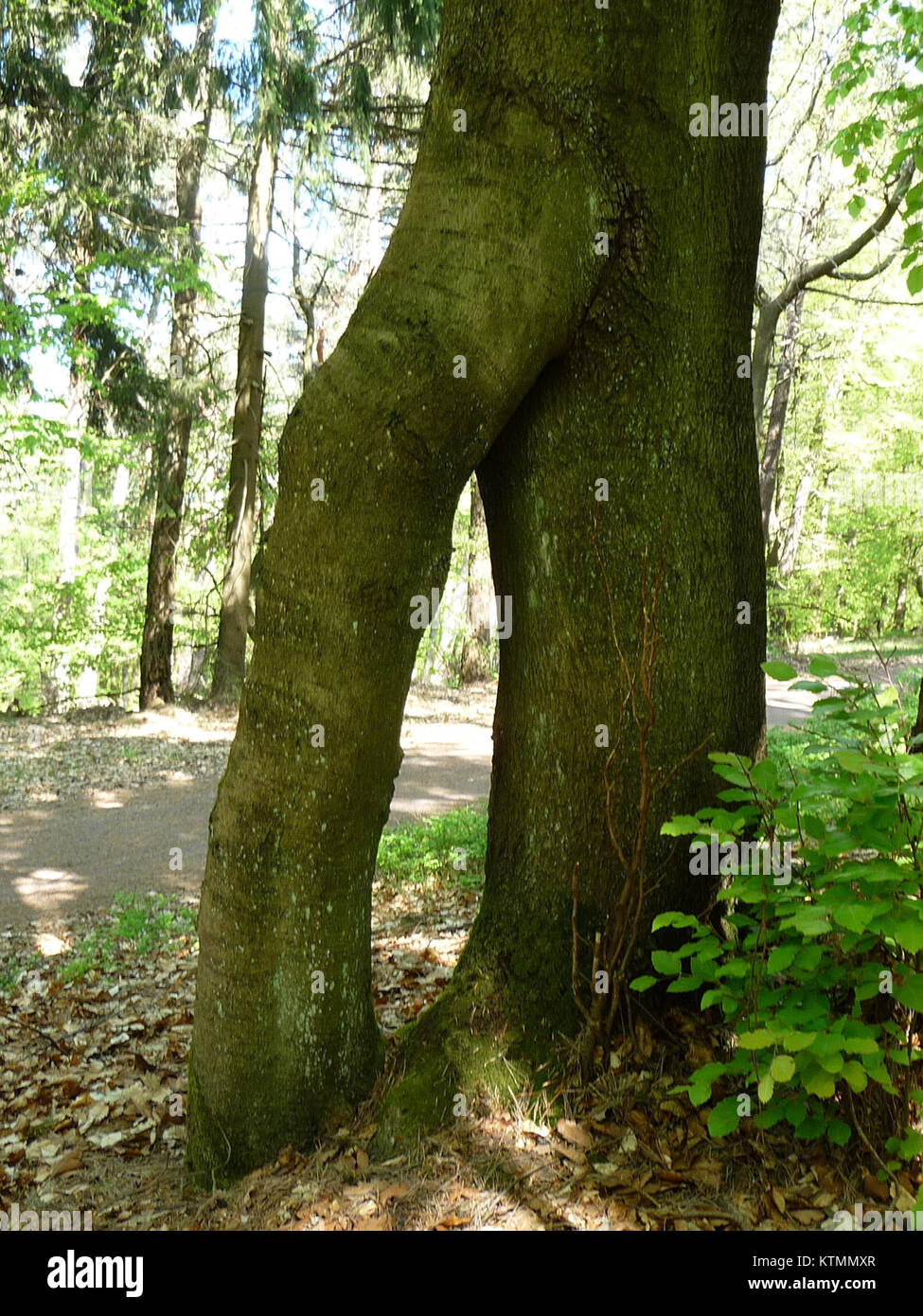 The image shows a tree near the Totenkopf Hut, a historic military site ...