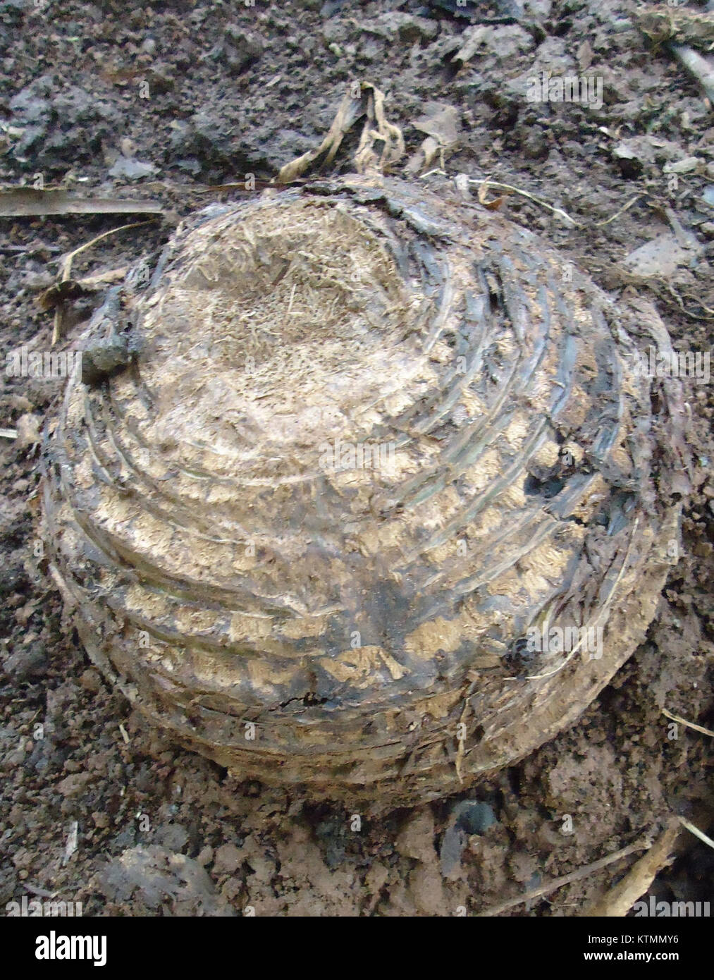 Plant growth stages plant development hi-res stock photography and ...