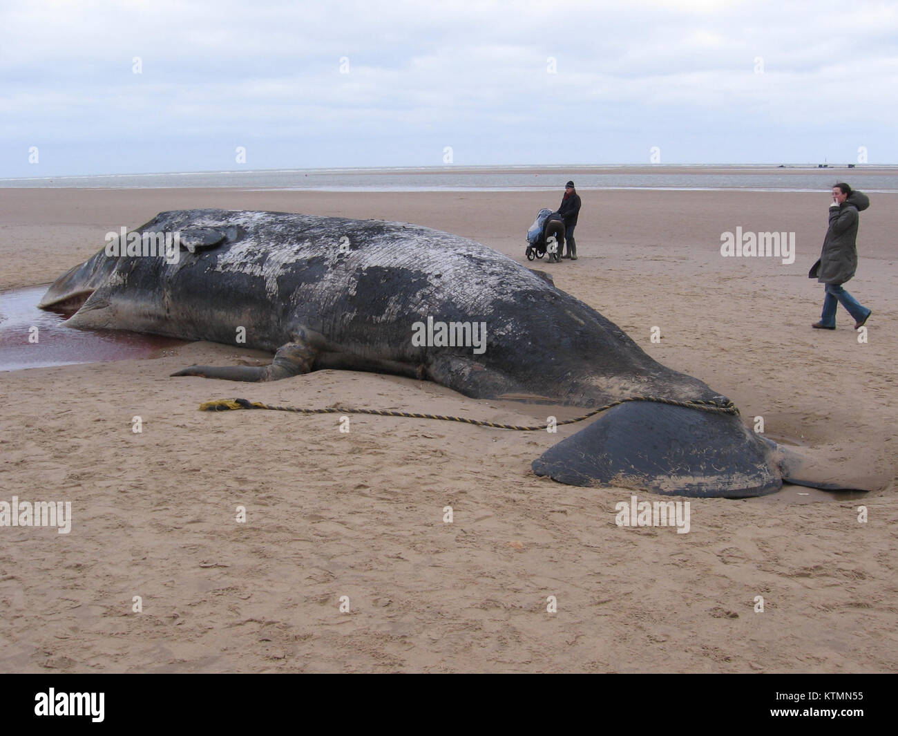 This image shows a beached sperm whale in Norfolk, a rare but serious ...