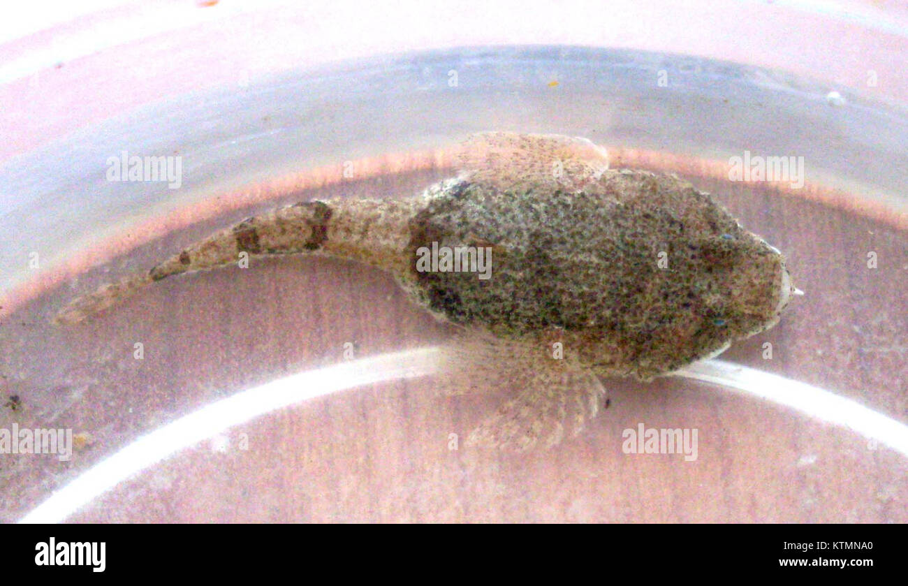 Substrate feeder hi-res stock photography and images - Alamy