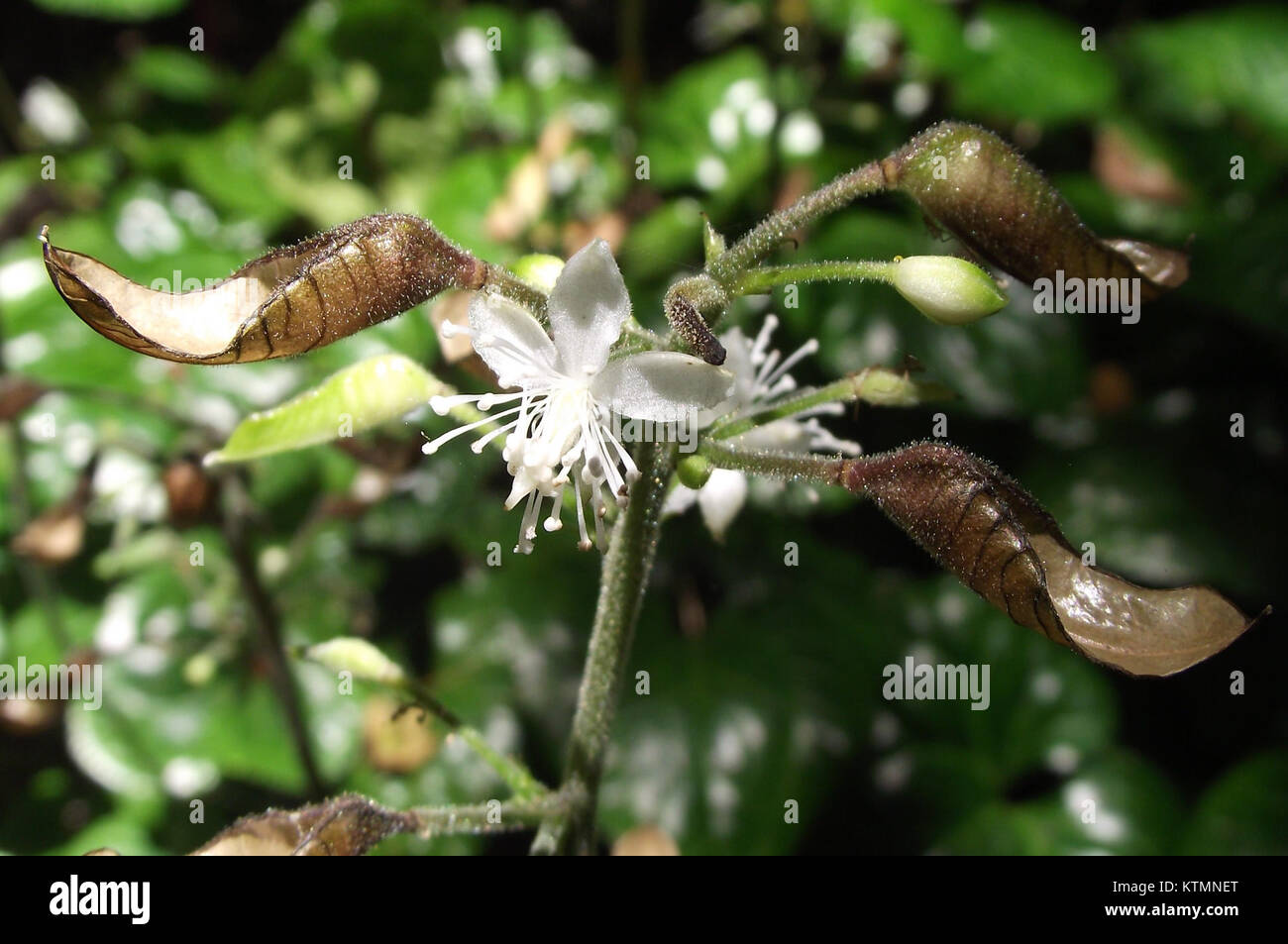 Beesia deltophylla is a species of plant known for its distinct ...