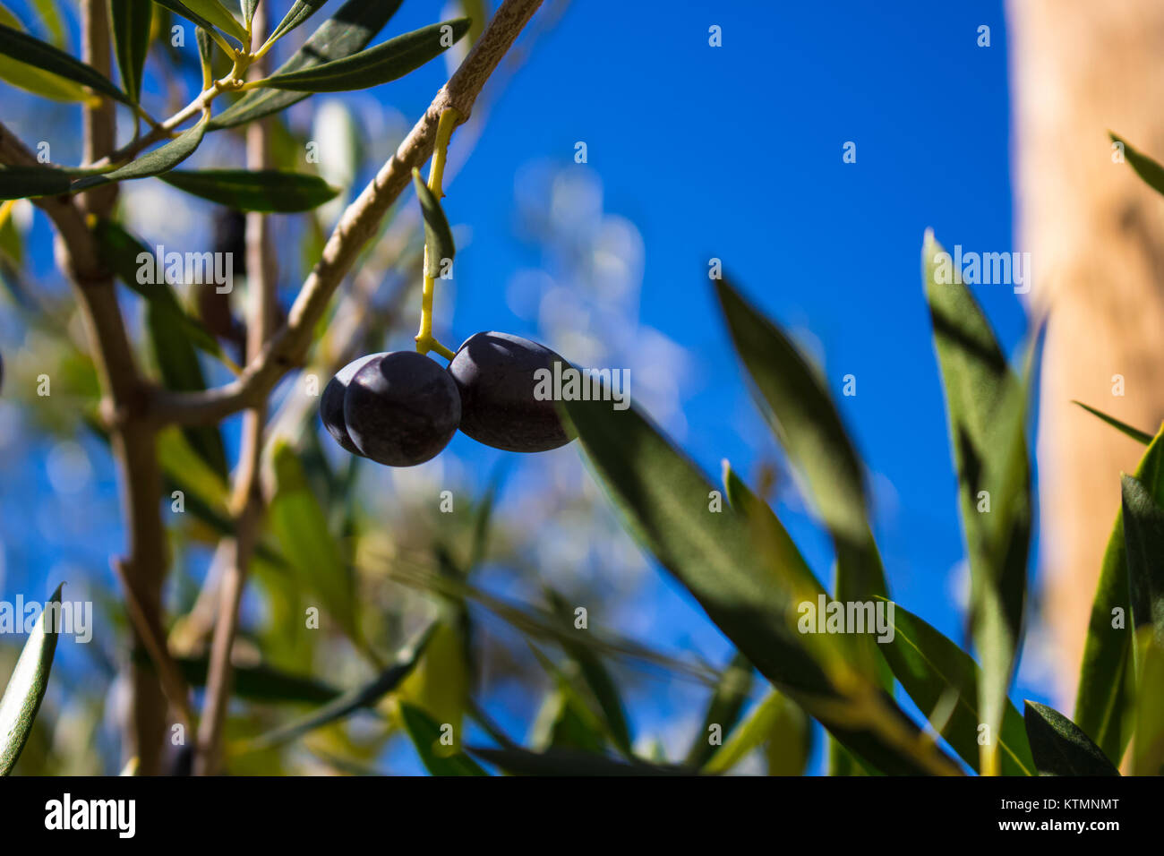 Olive. Fresh olives fruits. Green olive tree. Mediterranean plant Stock ...