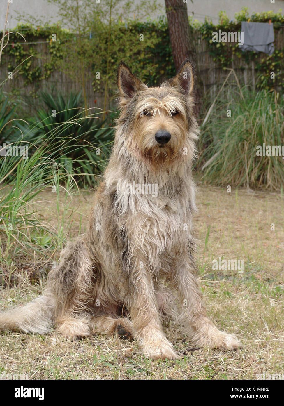 Berger stock photo hi-res stock photography and images - Alamy