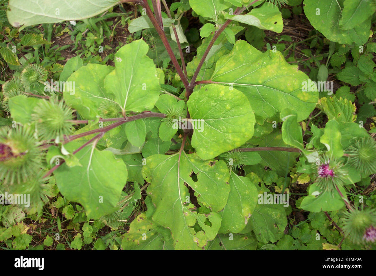 Bardane, known as burdock in English, is a plant with medicinal uses ...