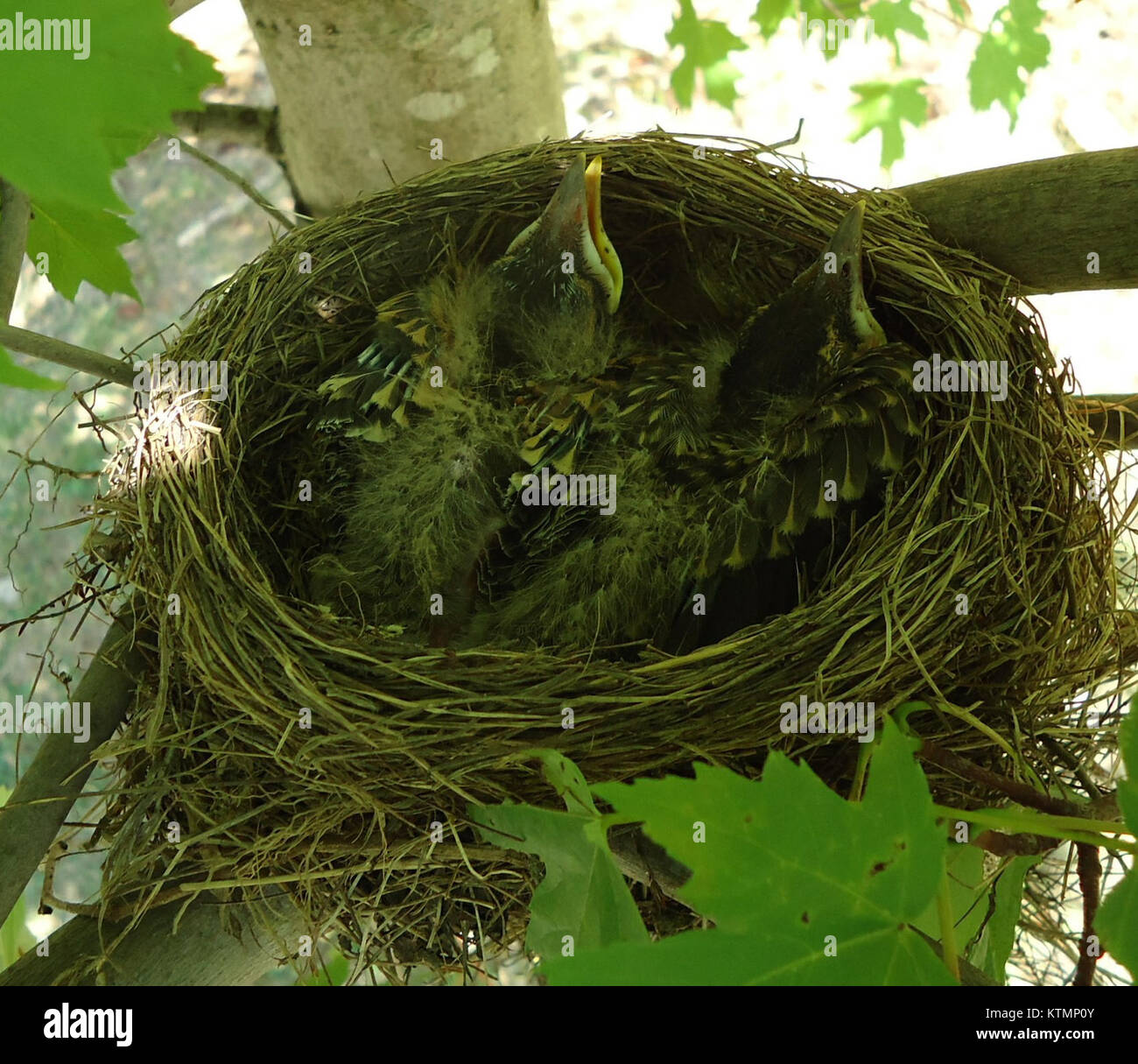 Baby birds in a nest in a tree in Riverdale NJ Stock Photo - Alamy