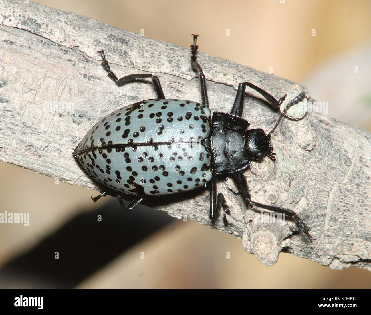 The beetle Gibbifer californicus, a pleasing fungus beetle, was ...