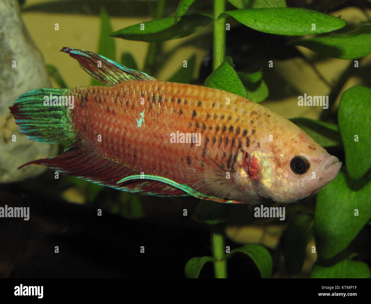 Betta splendens, commonly known as the Siamese fighting fish, is a ...