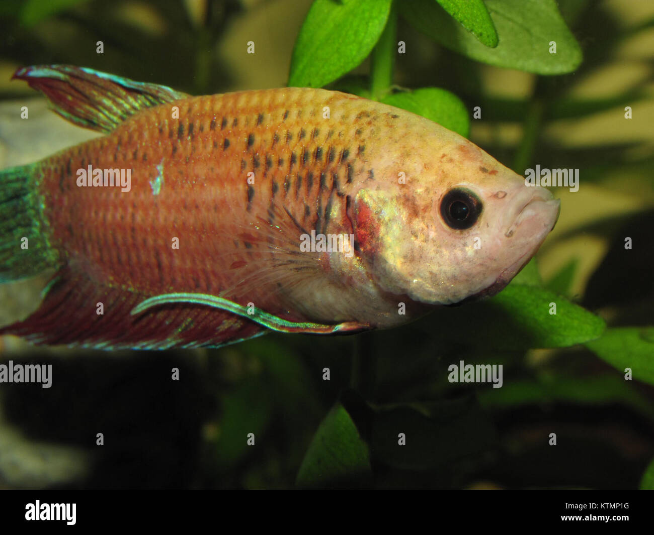 Betta splendens, commonly known as Siamese fighting fish, is showcased ...