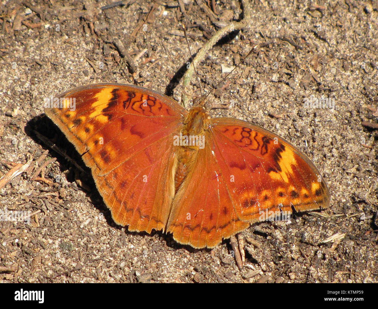 Butterfly species collected hi-res stock photography and images - Alamy