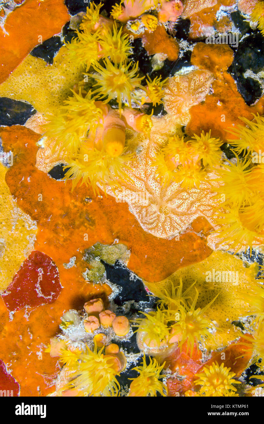 Tubastrea, also known as sun coral or sun polyps, is a genus of coral ...