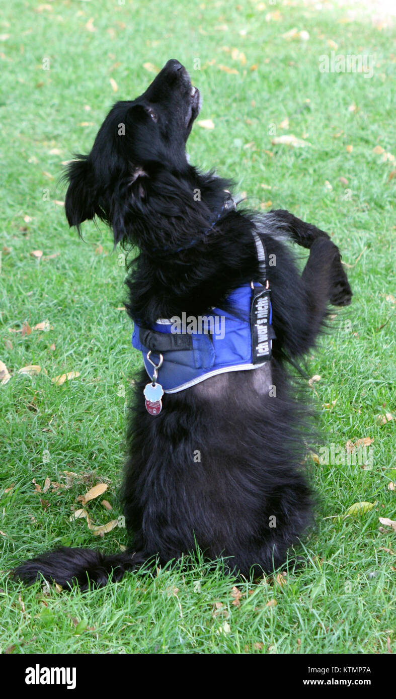 Bavaria Dog 2011 001 Stock Photo - Alamy
