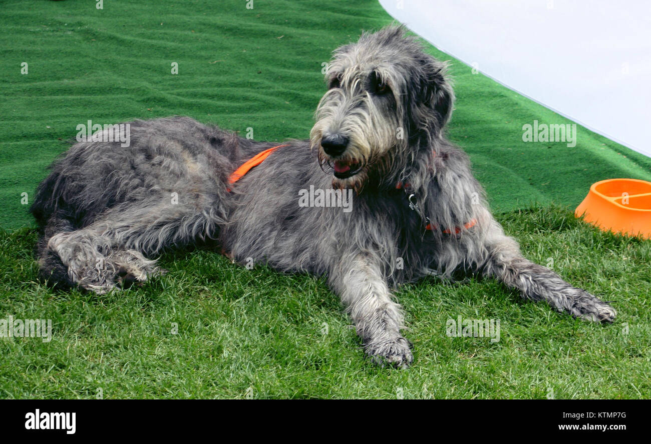 This image captures a Bavaria Dog, a breed known for its hunting ...