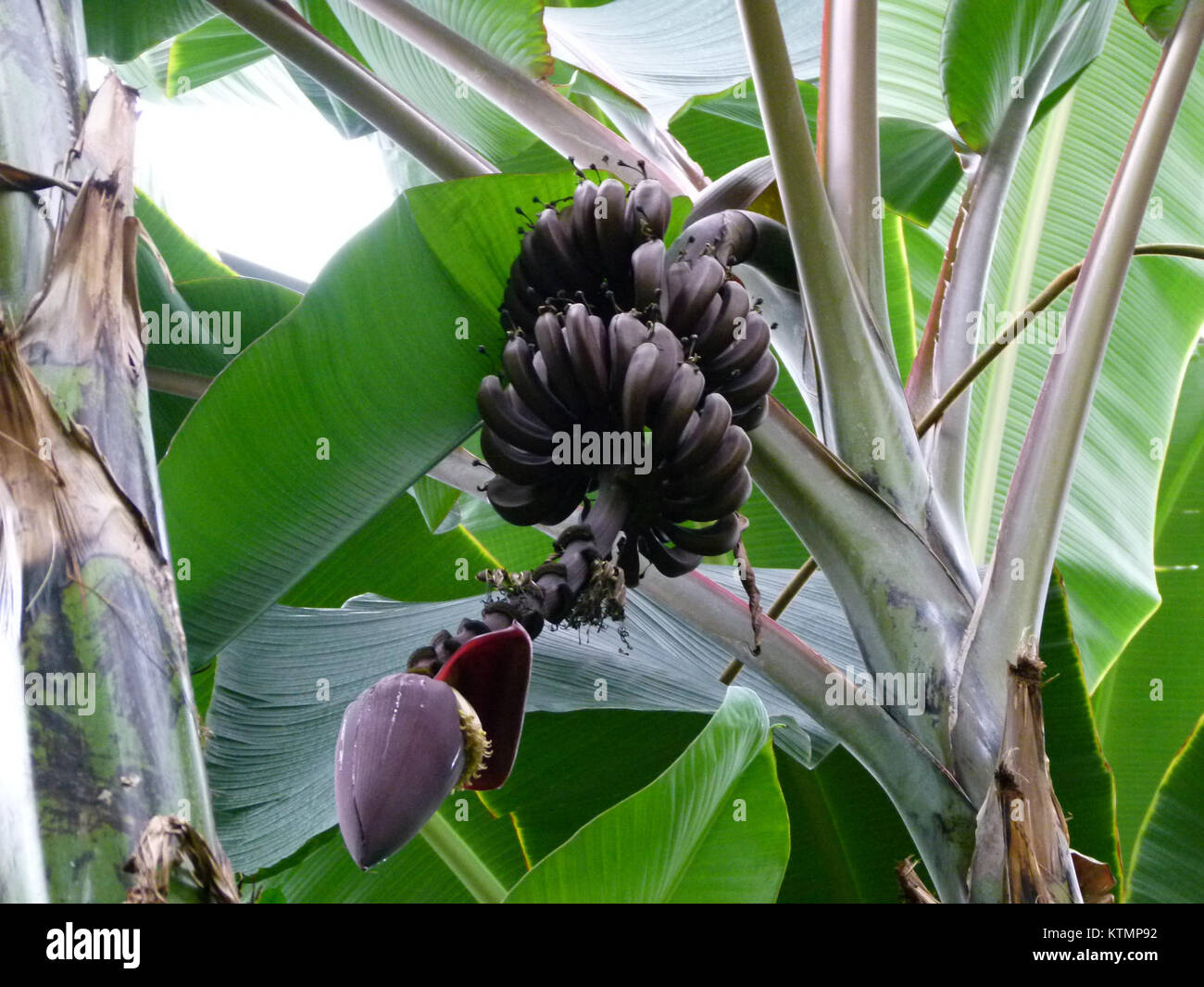 The 'Bananier de serre' refers to a greenhouse-grown banana plant ...