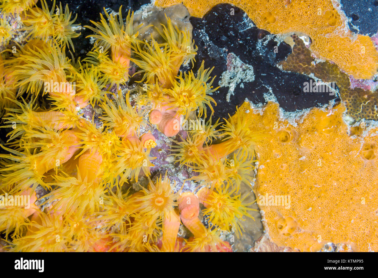Tubastrea, also known as sun coral or sun polyps, is a genus of coral ...