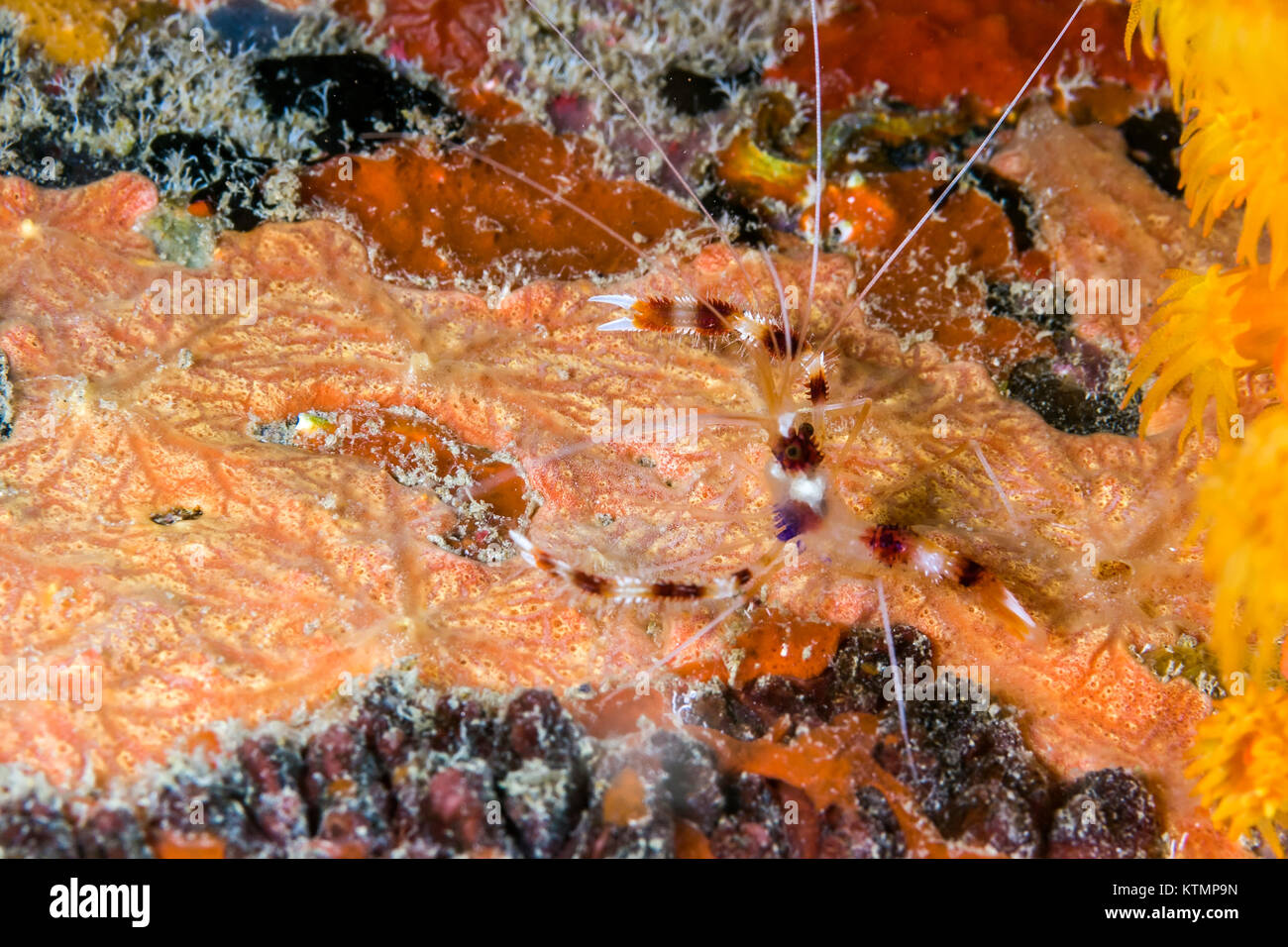 Stenopus hispidus is a shrimp-like decapod crustacean belonging to the ...