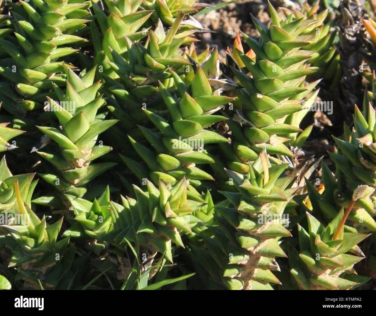Astroloba congesta hi-res stock photography and images - Alamy
