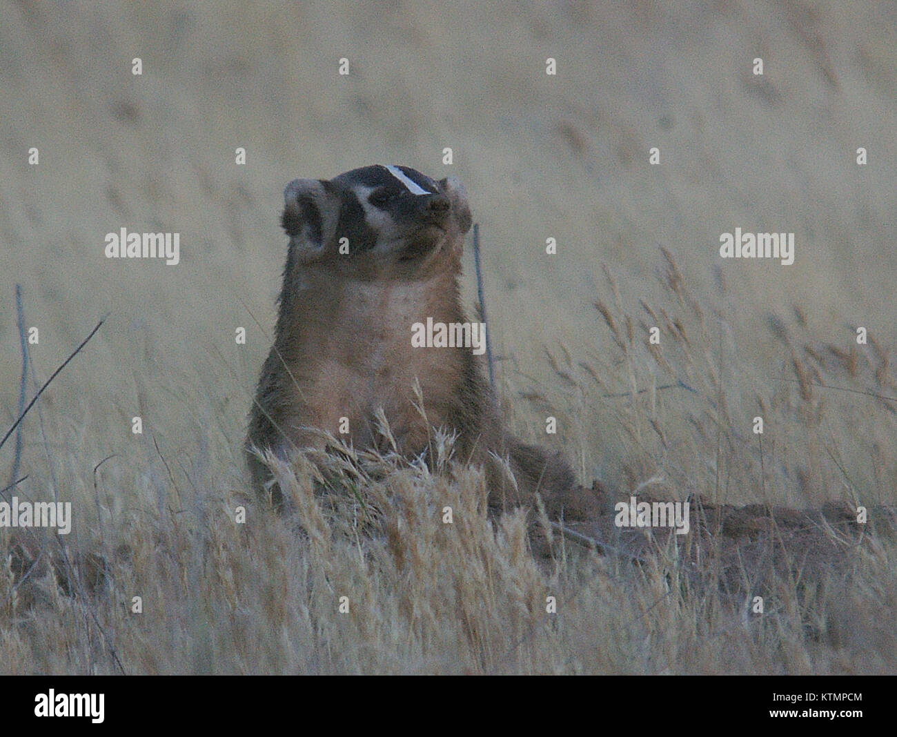 An entry referencing 'BADGER' with identifiers (6 21 06) and 2 ...