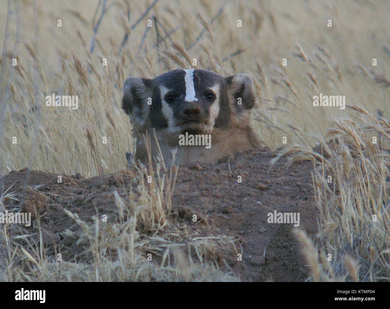 BADGER (6 21 06) 3 is an image related to the military vehicle 'Badger ...