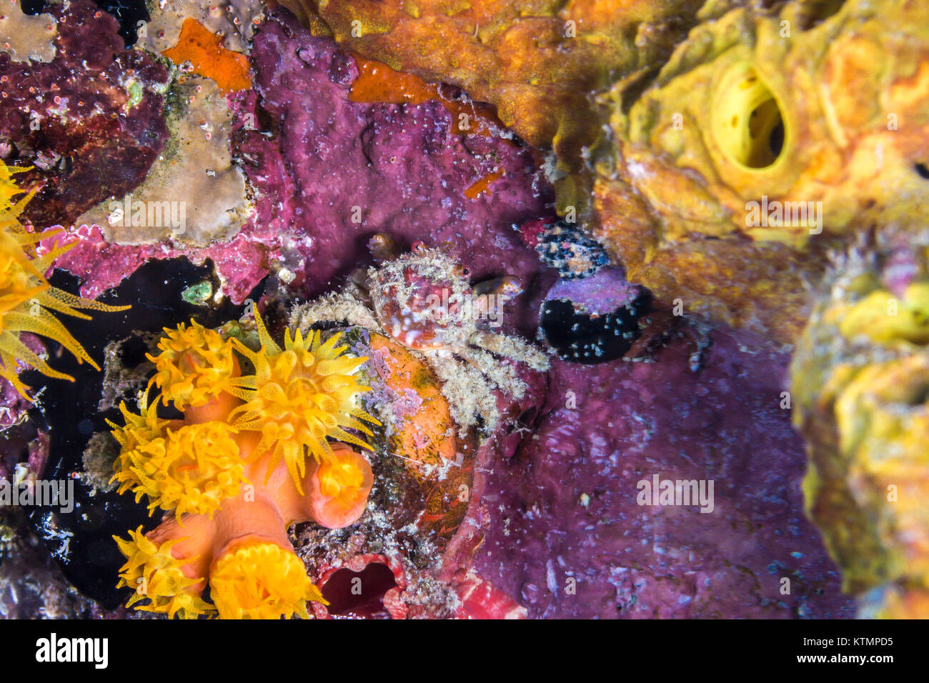 Coral clinging crab hi-res stock photography and images - Alamy