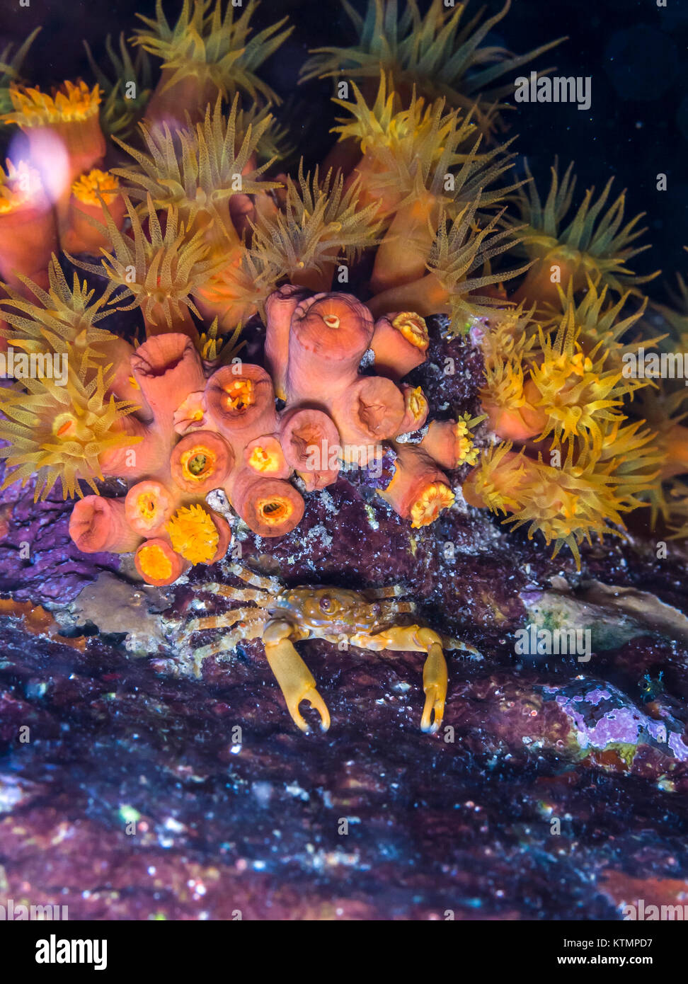 Coral clinging crab hi-res stock photography and images - Alamy