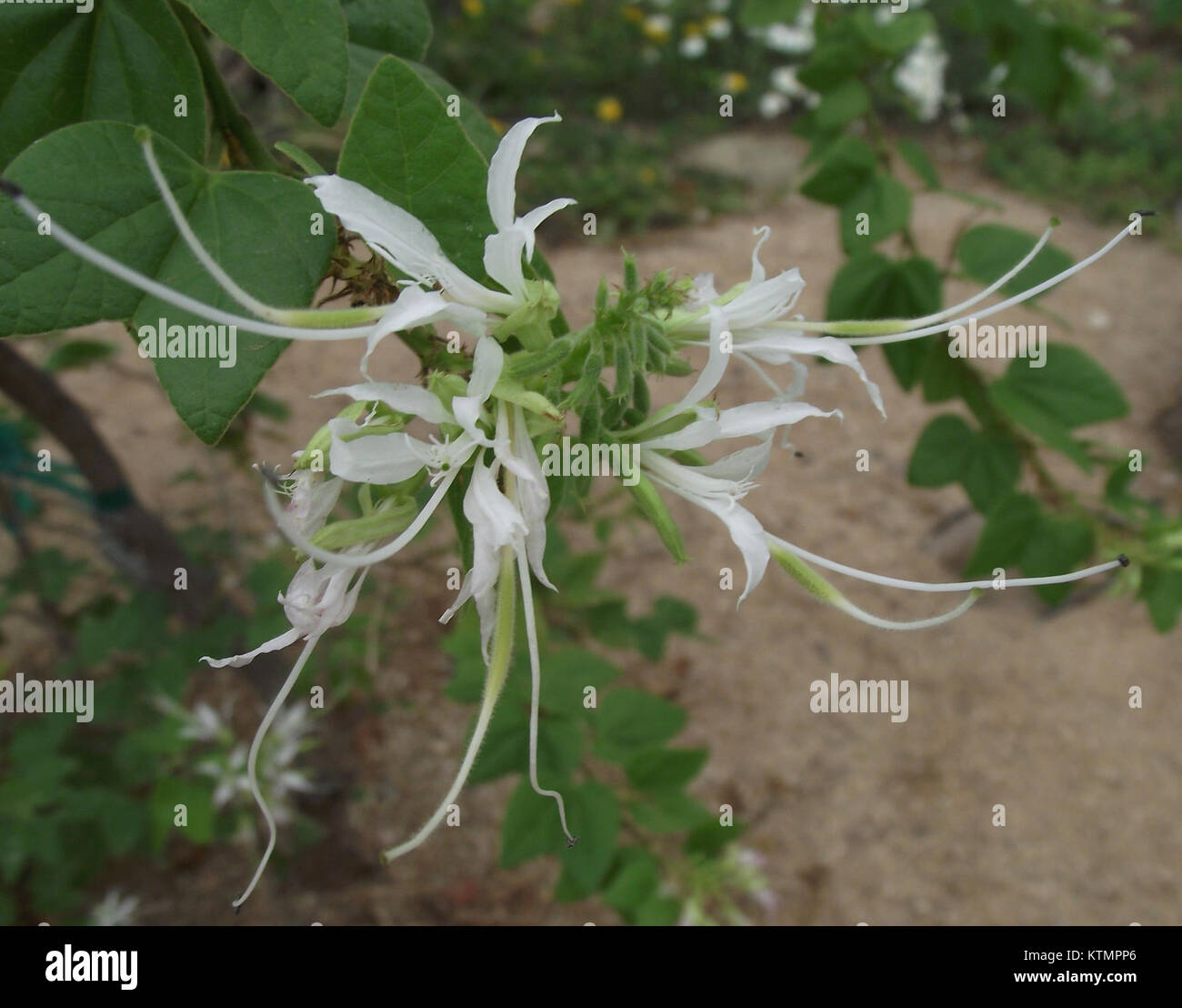 Bauhinia mexicana, also known as the Mexican orchid tree, is a species ...