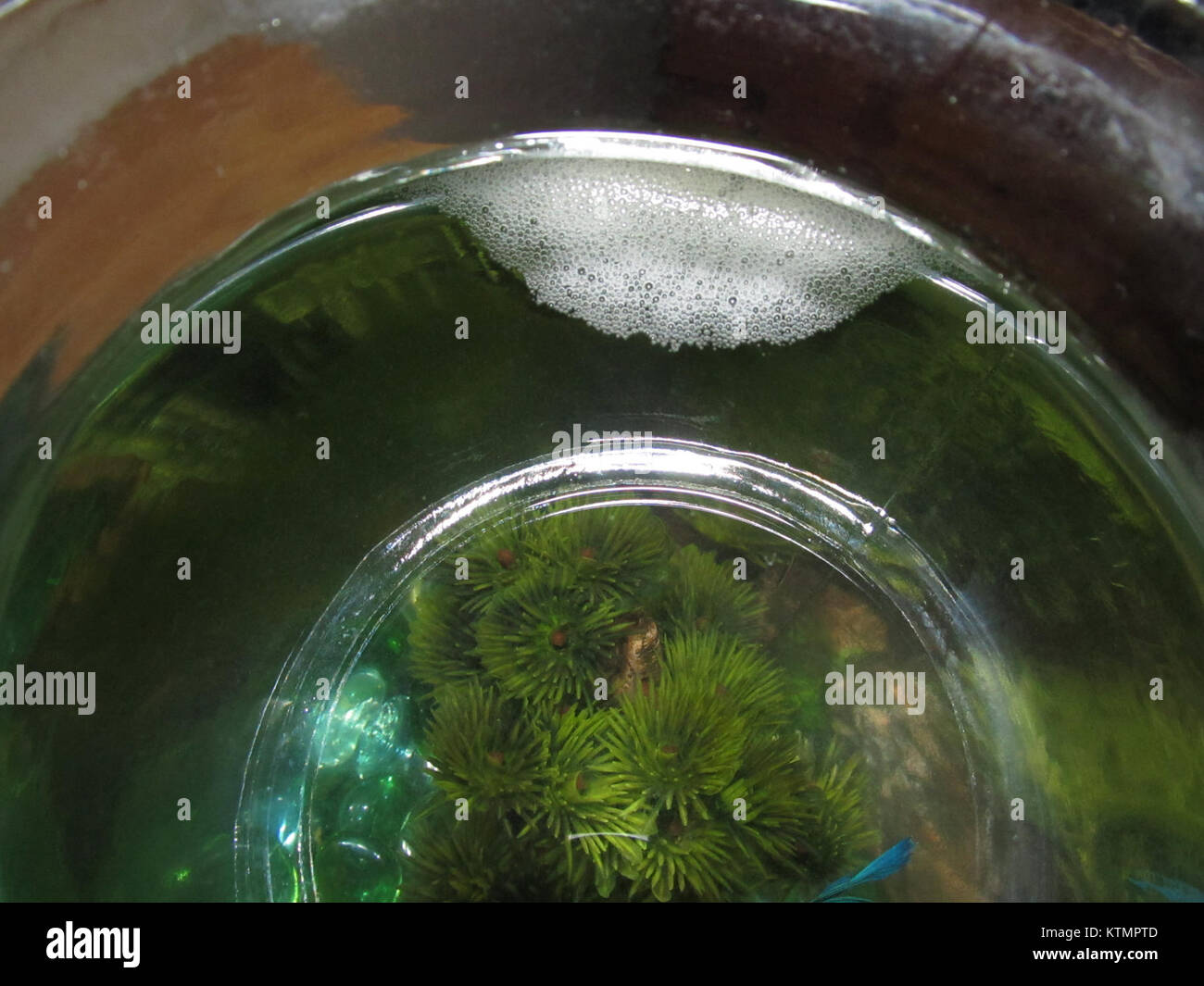 Betta fish bubble nest hi-res stock photography and images - Alamy