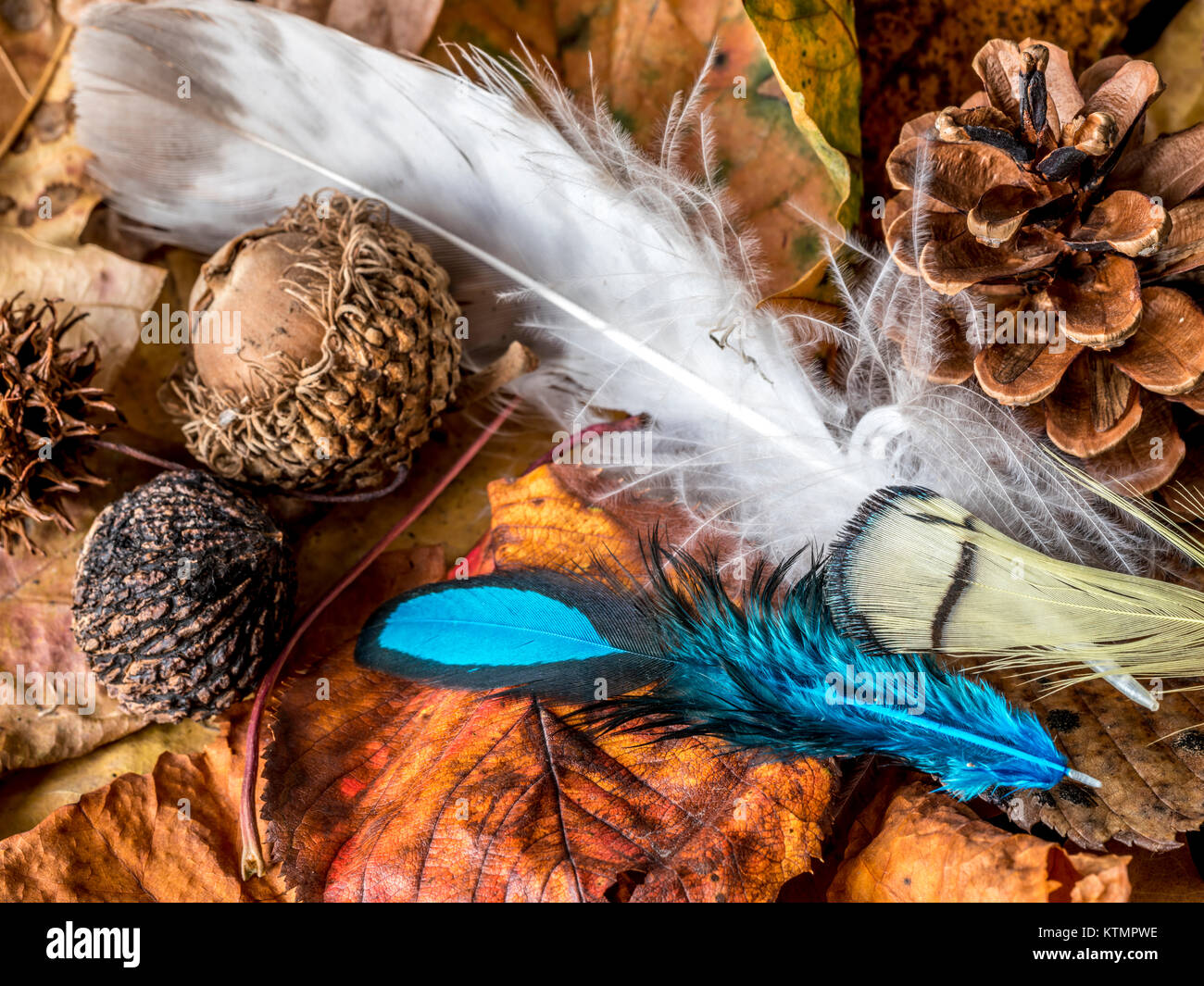 feathers and acrons with leaves on the forest floor Stock Photo - Alamy