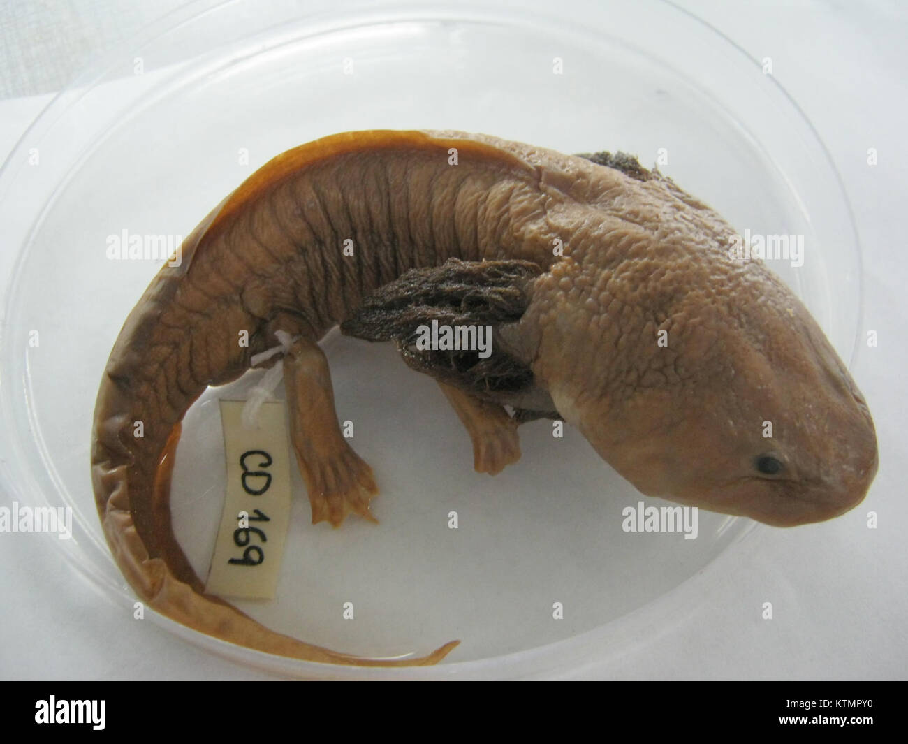 The Axolotl Univalle refers to a specific type of axolotl, an aquatic ...