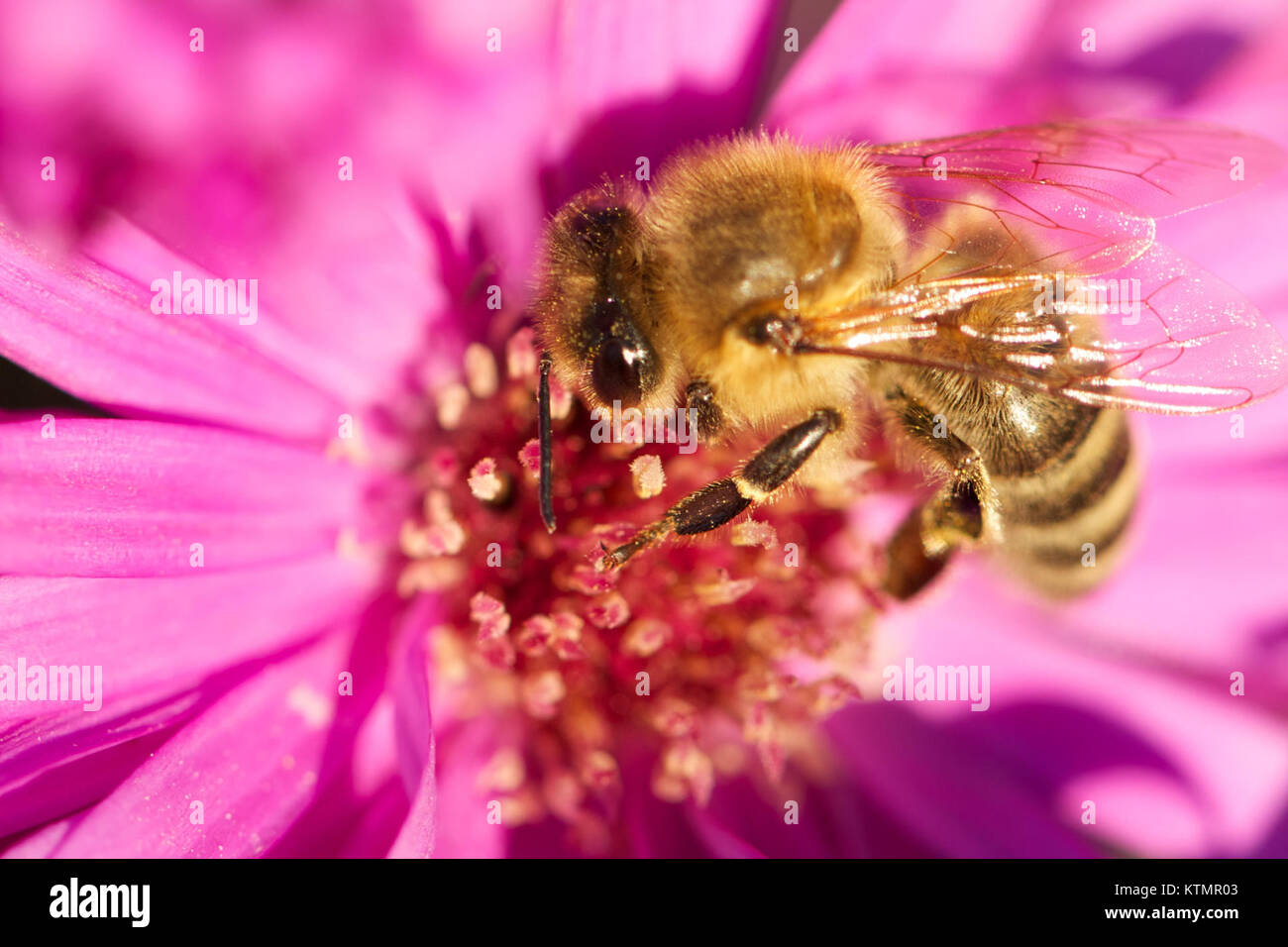 A bee is seen collecting nectar from aster flowers, demonstrating the ...