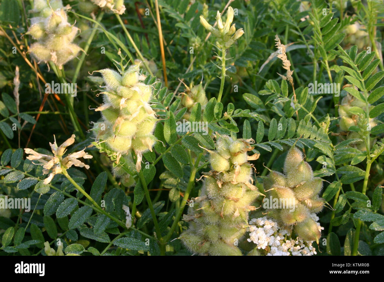 Astragalus Cicer High Resolution Stock Photography and Images - Alamy