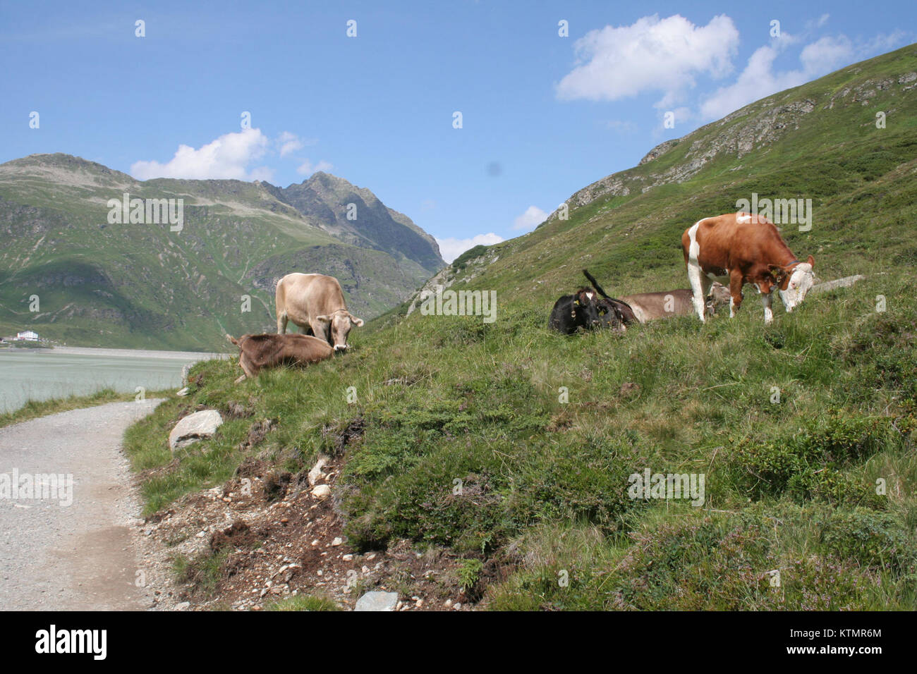Austrian cattle (2 Stock Photo - Alamy
