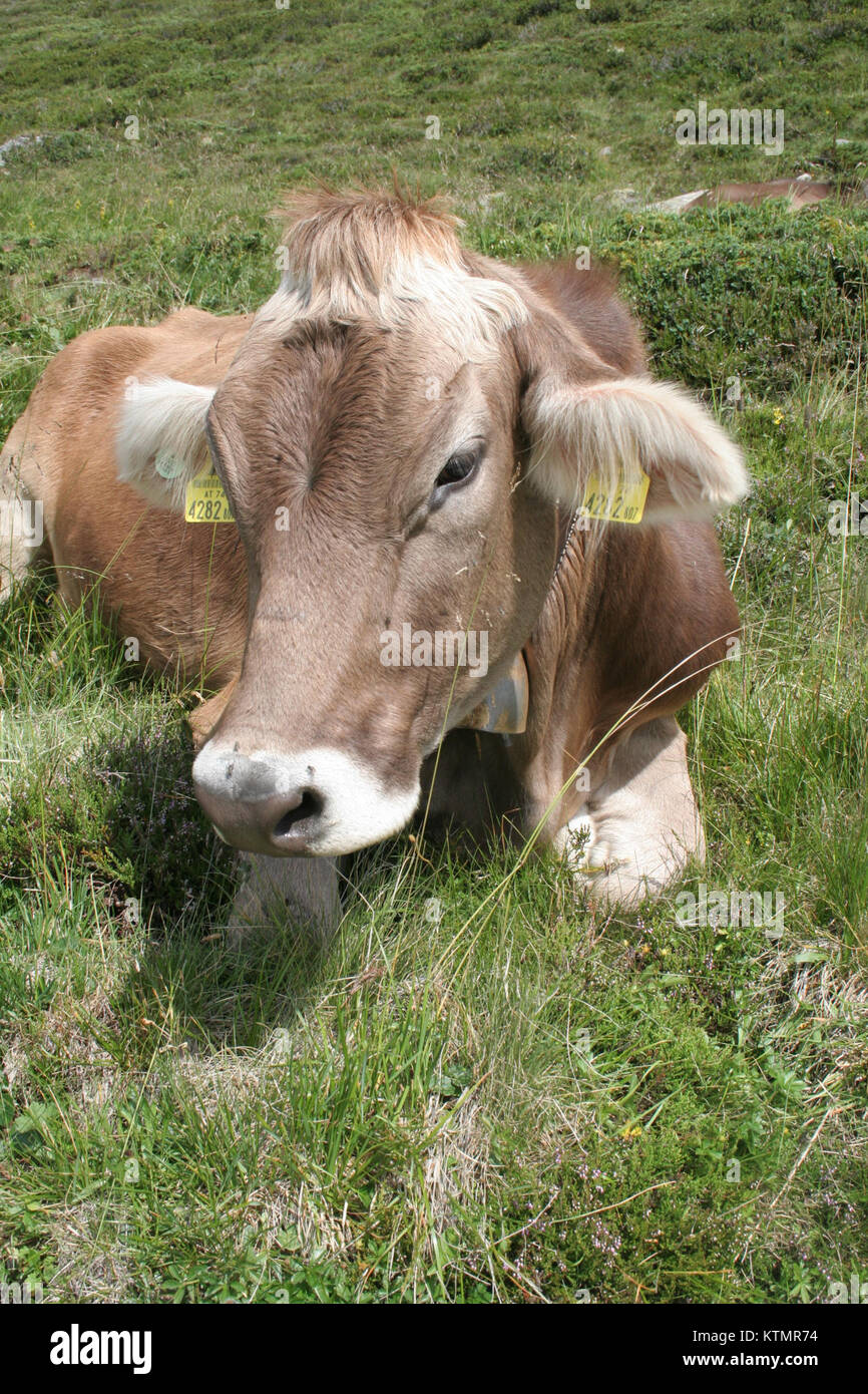 Austrian cattle hi-res stock photography and images - Alamy