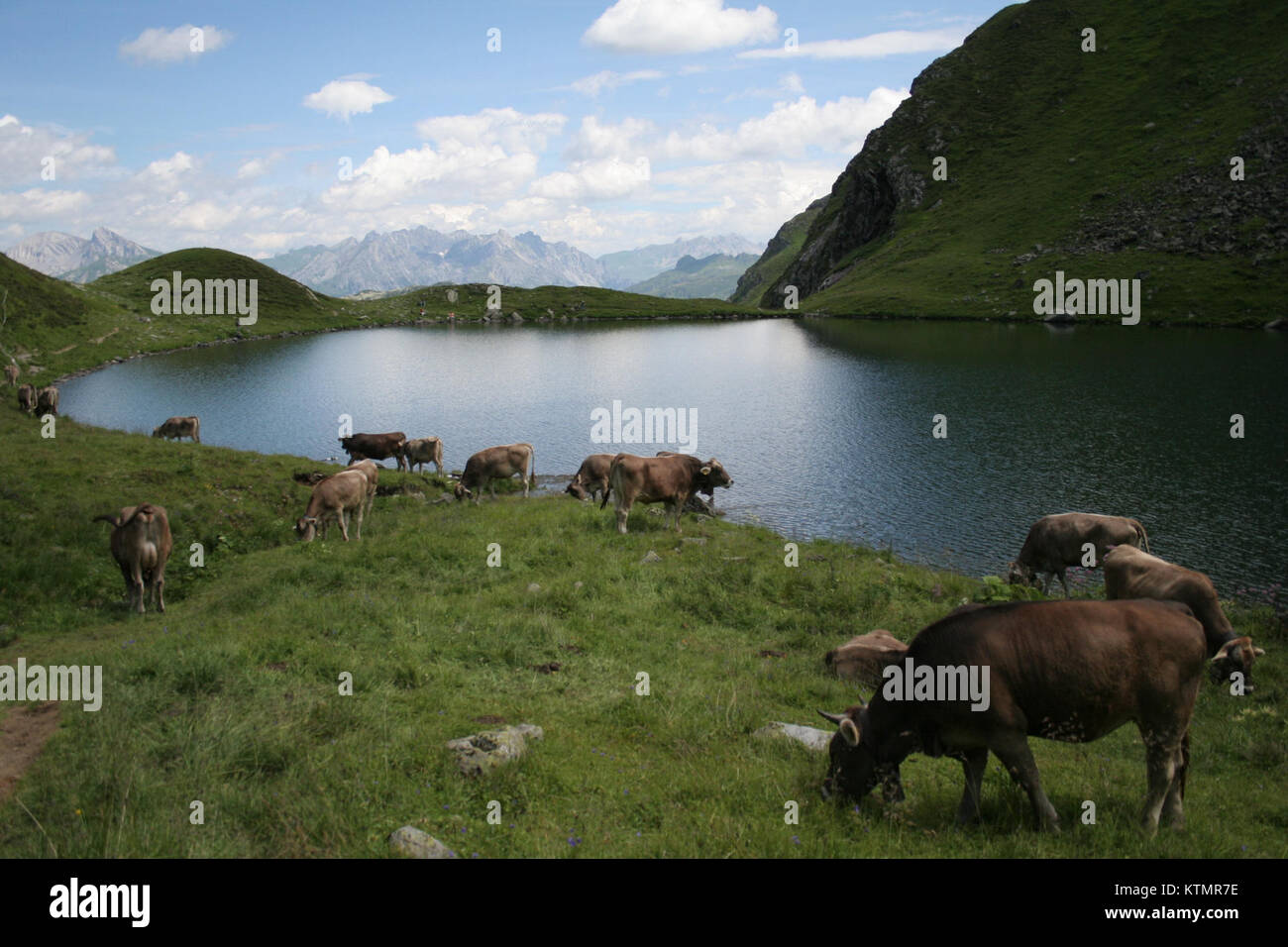 Austrian cattle are known for their role in agriculture and livestock ...