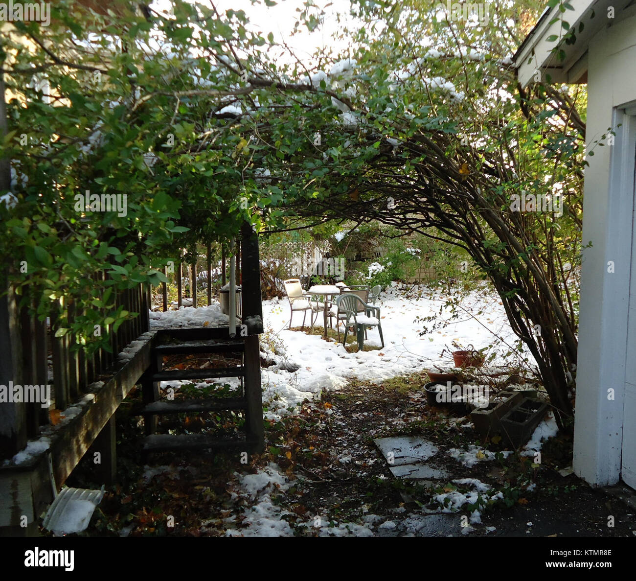 This image captures a backyard arbor, with a bush bending over it like ...