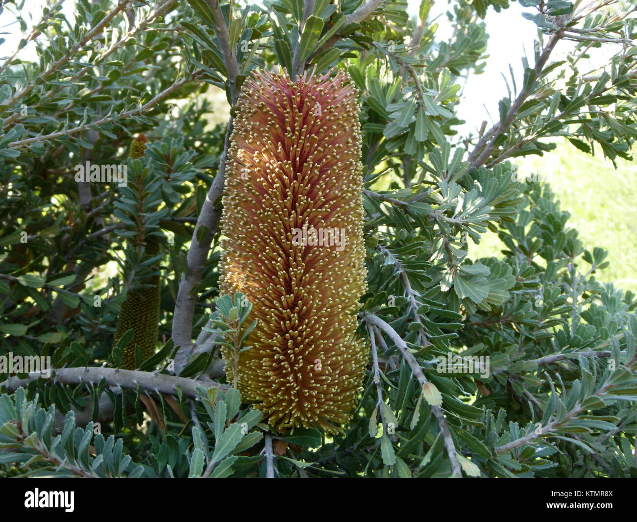 Banksia praemorsa is a species of flowering plant native to Australia ...