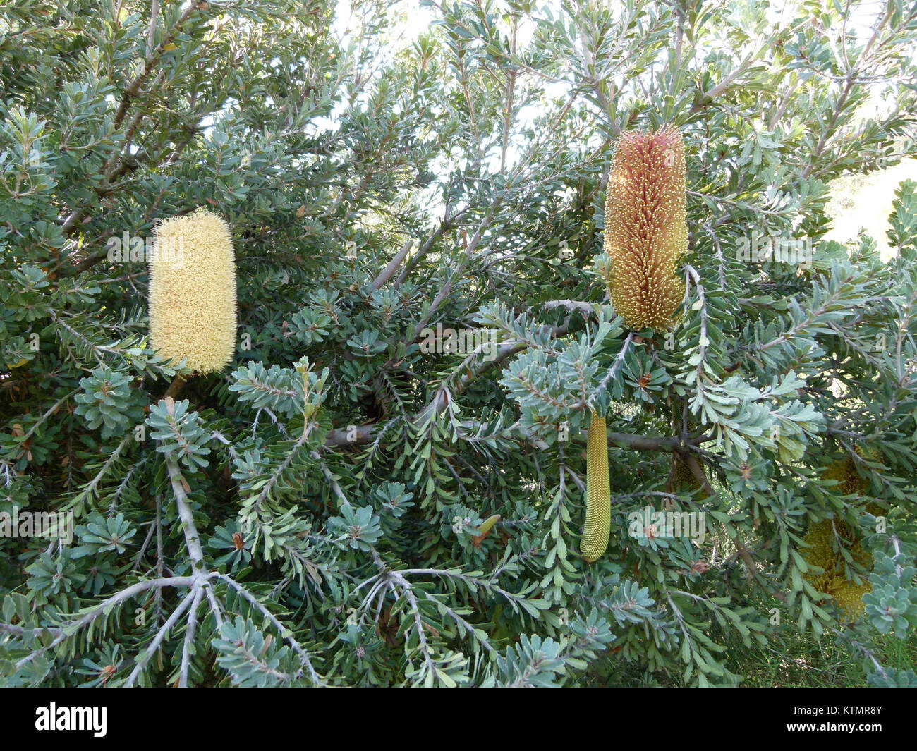 Banksia praemorsa is a species of plant in the Banksia genus, native to ...