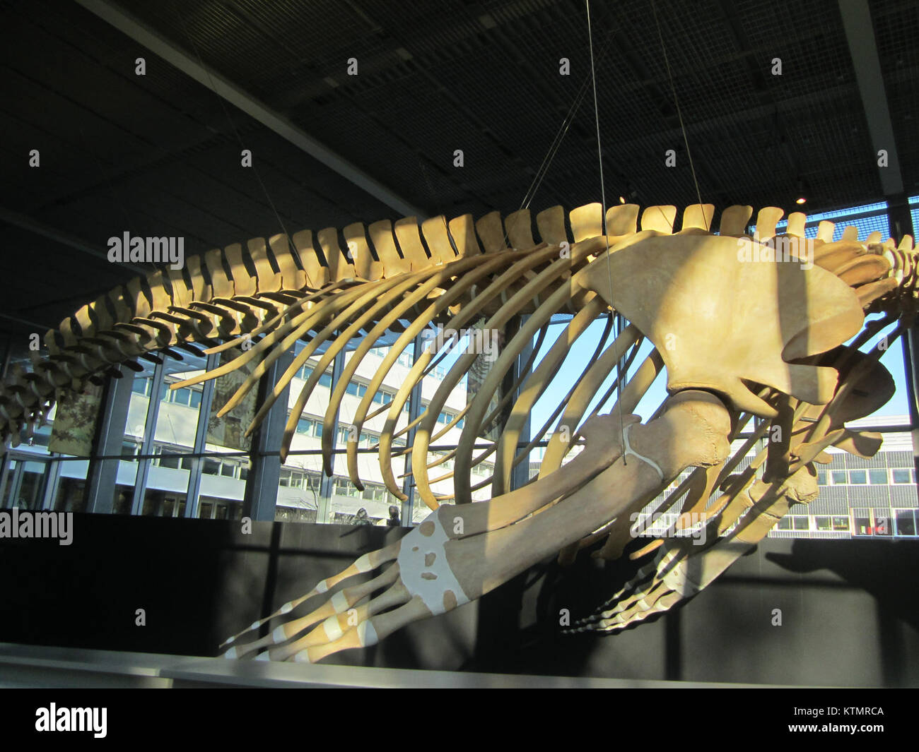 Beaty Biodiversity Museum Stock Photos & Beaty Biodiversity Museum ...