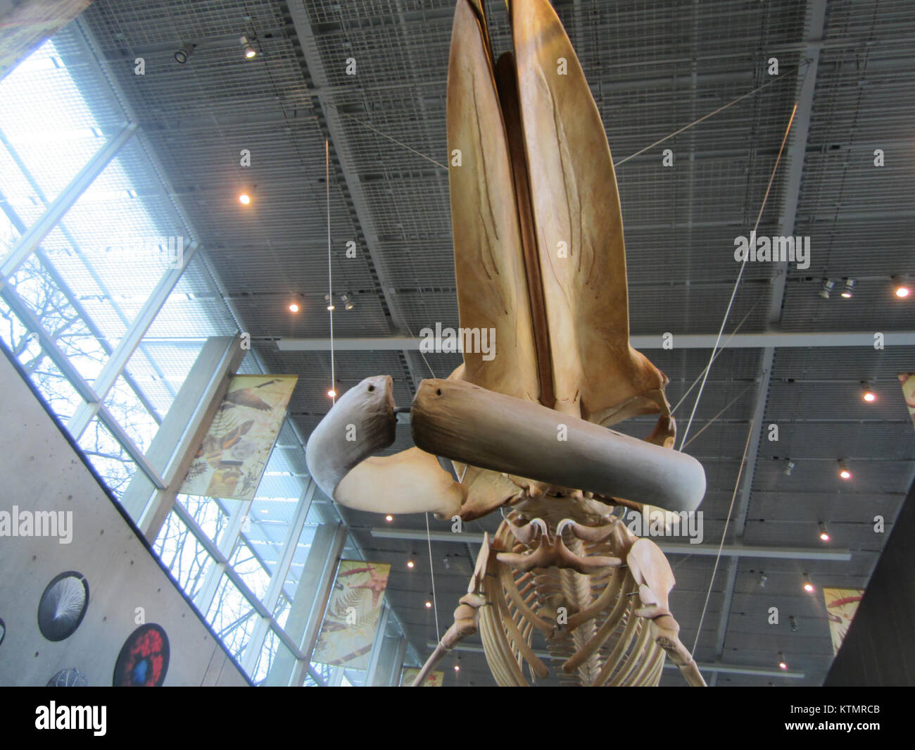 The Beaty Biodiversity Museum in Vancouver showcases a range of ...