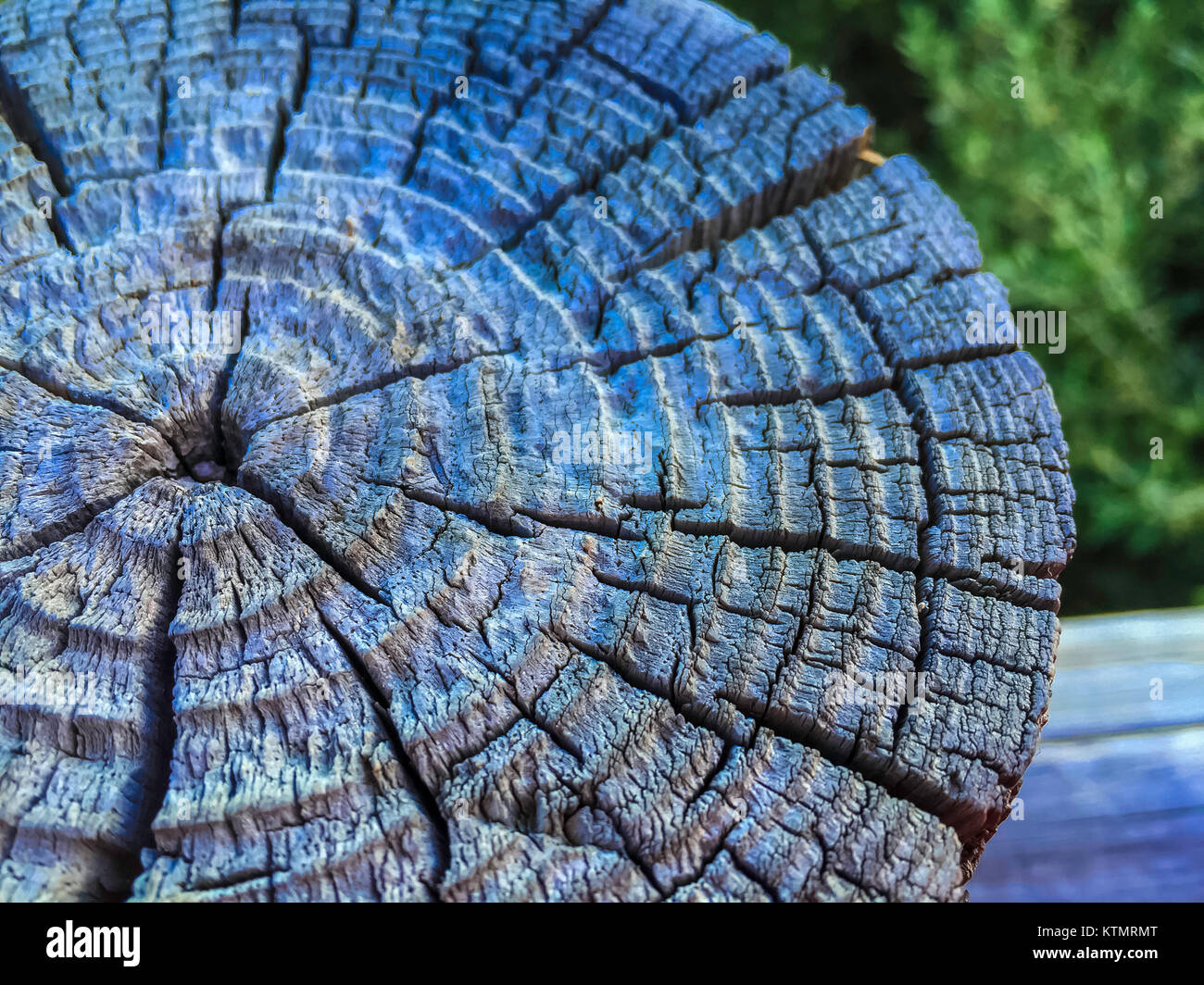 Tree. Cross section of the tree. Macro Stock Photo - Alamy